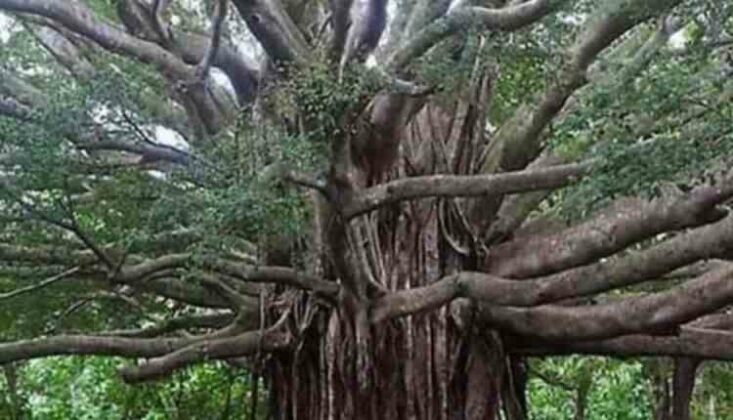 These Famous Trees which were the homes of Lord Rama during his Exile