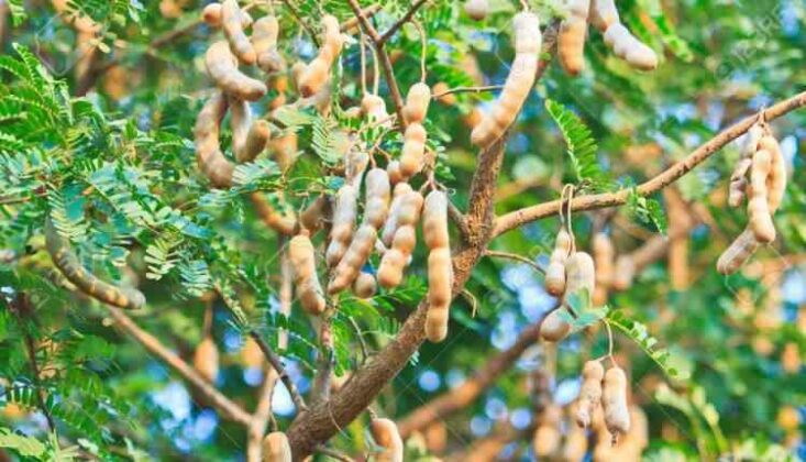 These Famous Trees which were the homes of Lord Rama during his Exile