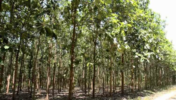 These Famous Trees which were the homes of Lord Rama during his Exile