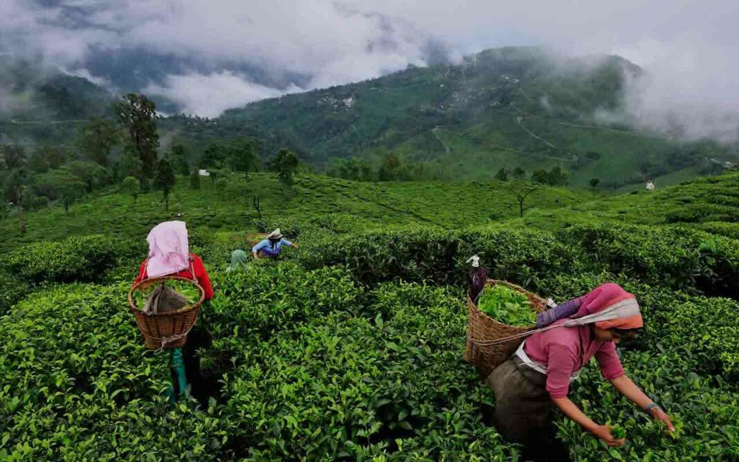 The Tea of Assam: Its Heritage, Uniqueness and Challenges of the Industry
