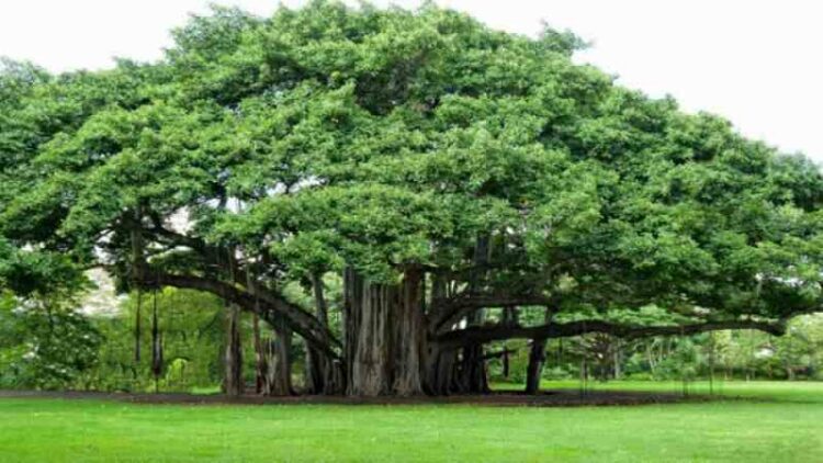 The Bargad and the Pipal tree: What is so great about them