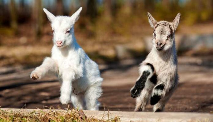 Goatery and Goat Farming in India Benefits and Profit