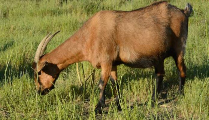 Goatery and Goat Farming in India Benefits and Profit