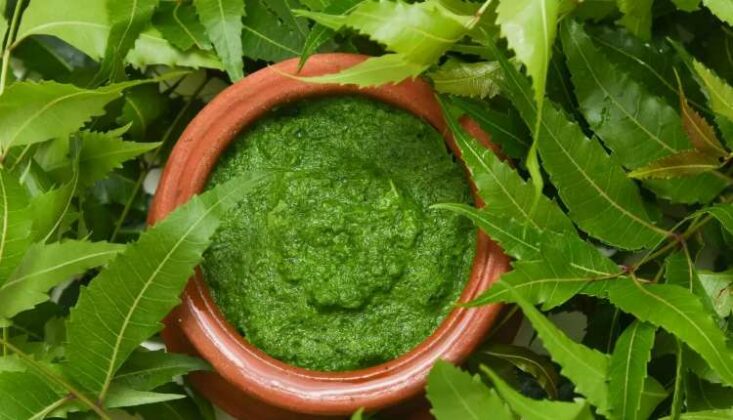 Neem: Benefits, Side Effects, and Preparations