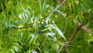 Neem: Benefits, Side Effects, and Preparations